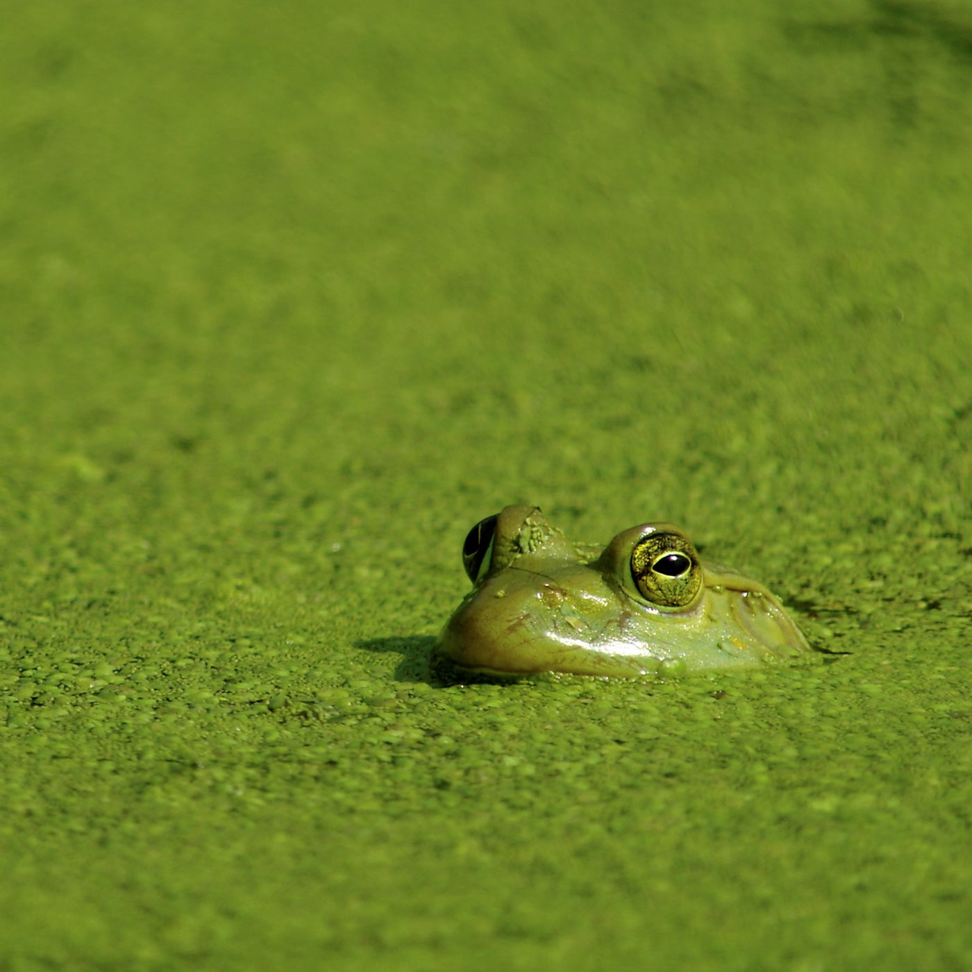 7 Tips for Attracting Frogs to an Australian Pond - We Know Water Gardens