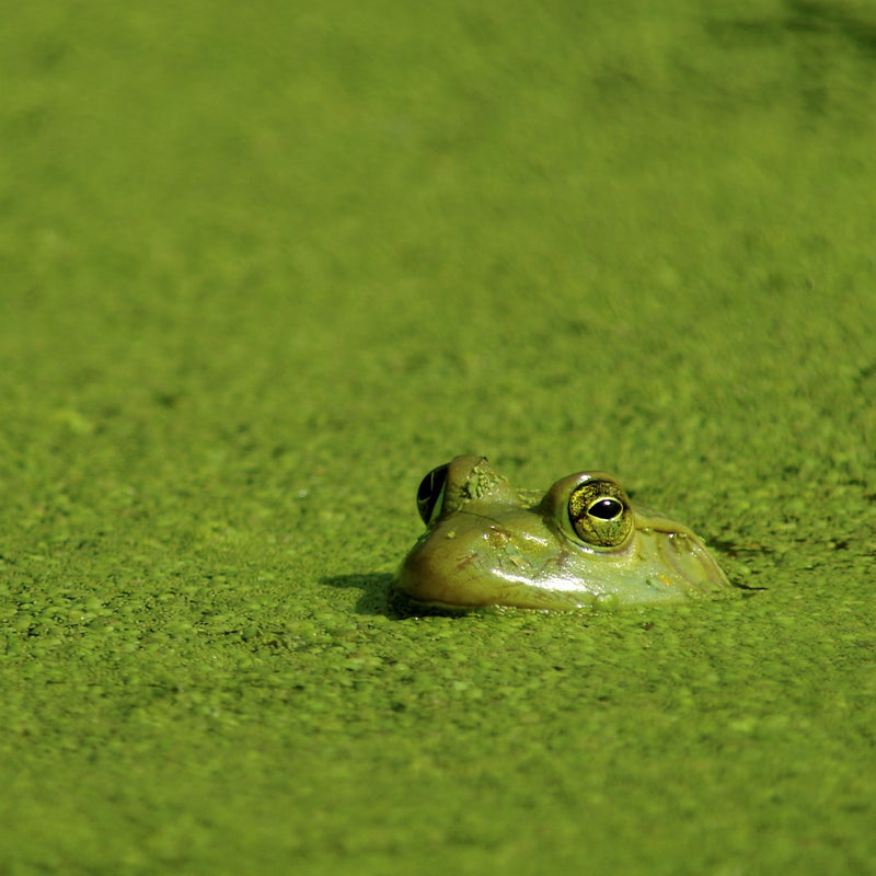 7 Tips for Attracting Frogs to an Australian Pond - We Know Water Gardens