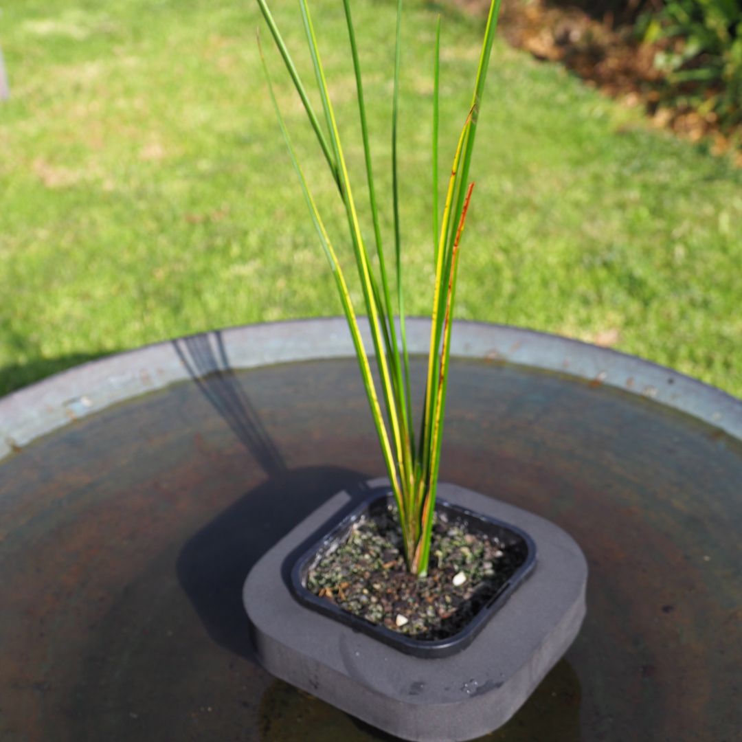 Buy Australian Native Pond Plants Online | Baumea Juncea (Bare Twig ...