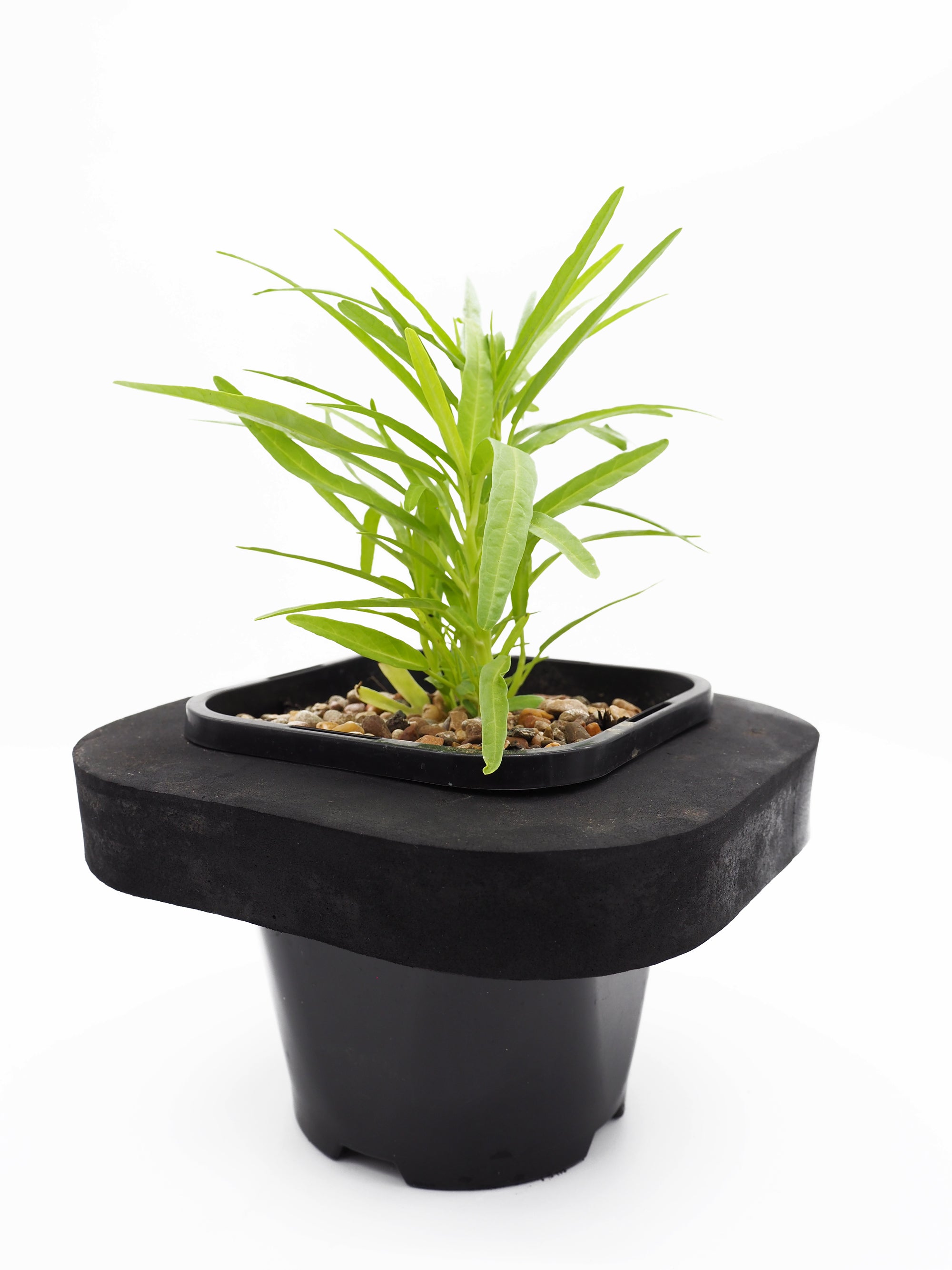 From Kitchen Staple to Pond Marvel: How to Successfully Cultivate Kang ...