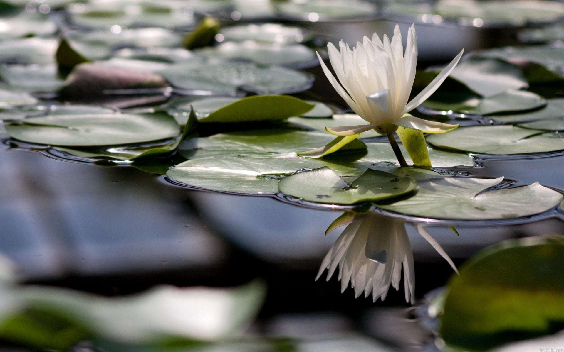 Dive into the World of Australian Hardy Water Lilies: Stunning Blooms ...
