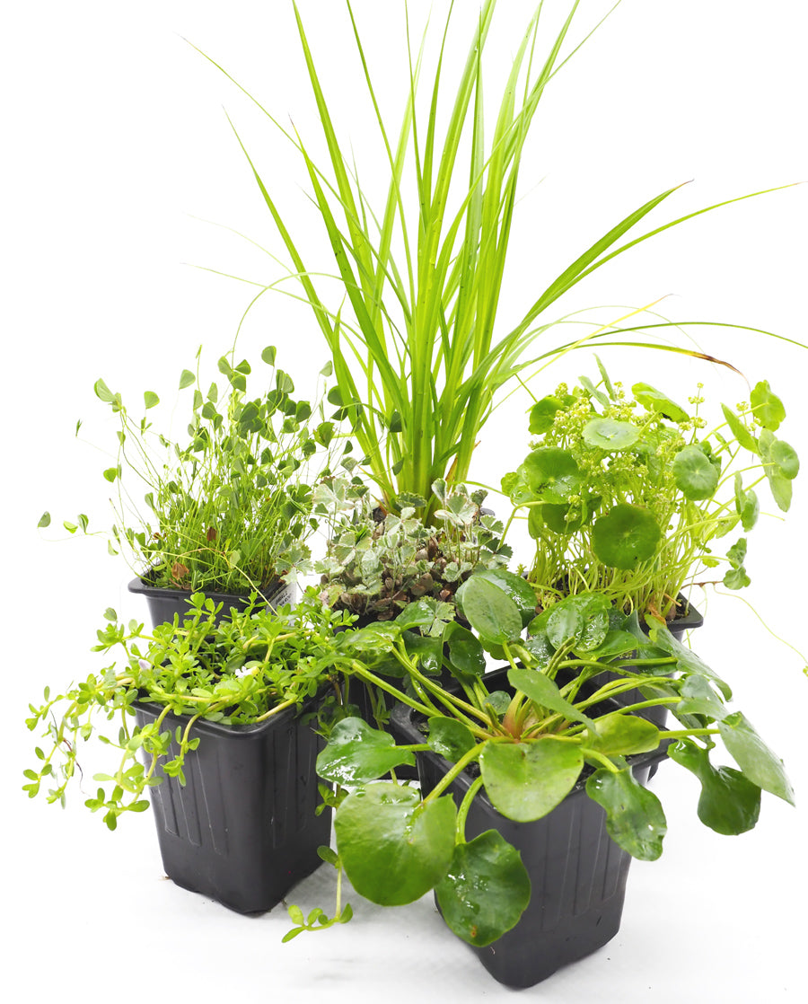 Creating a Sustainable Australian Native Garden Pond: What You Need to ...