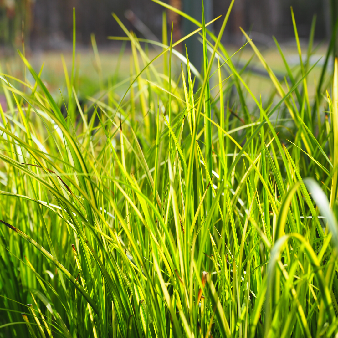 Buy Australian Native Pond Plants Online | Baumea Juncea (Bare Twig ...