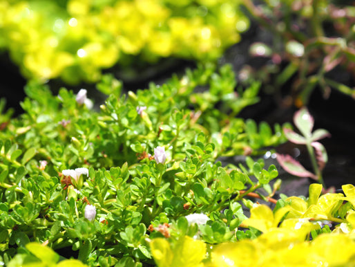 Brahmi: The Herbal Wonder for Boosting Memory and Cognitive Function ...