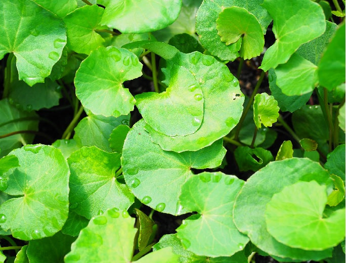 Shop Marginal Pond Plants Australia | Creeping Jenny Lysimachia ...