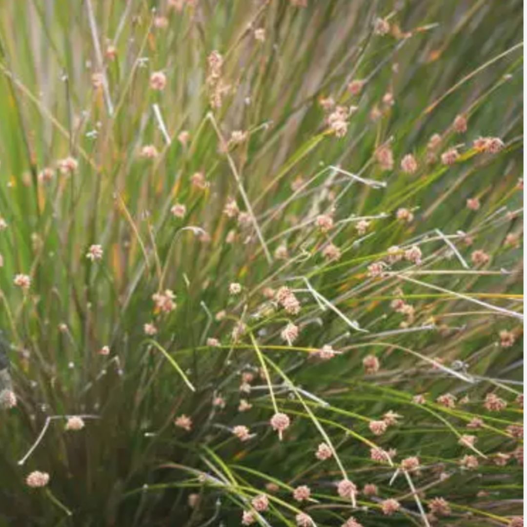 Buy Australian Native Pond Plants Online | Baumea Juncea (Bare Twig ...