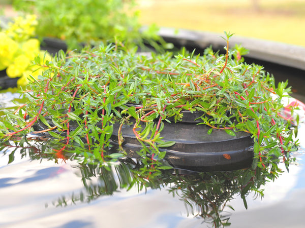 Controlling algae in ponds - We Know Water Gardens