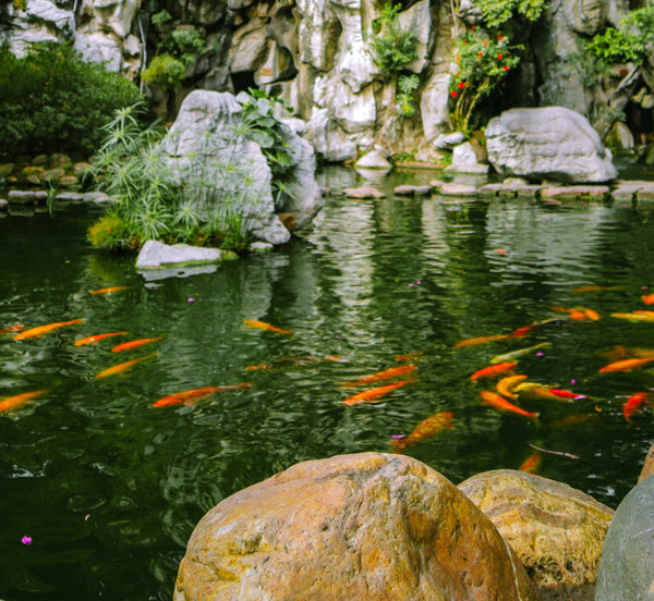 Pond Filters 101: A Step-by-Step Guide to Making the Right Choice for ...