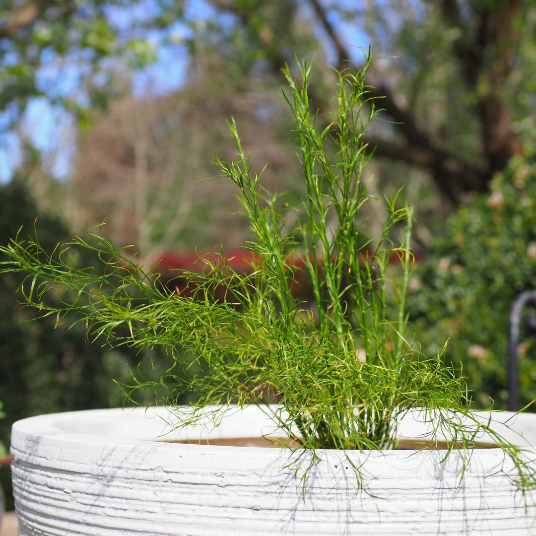 Tassel Cord rush (Baloskion tetraphyllus) with floating ring 12cm pot ...