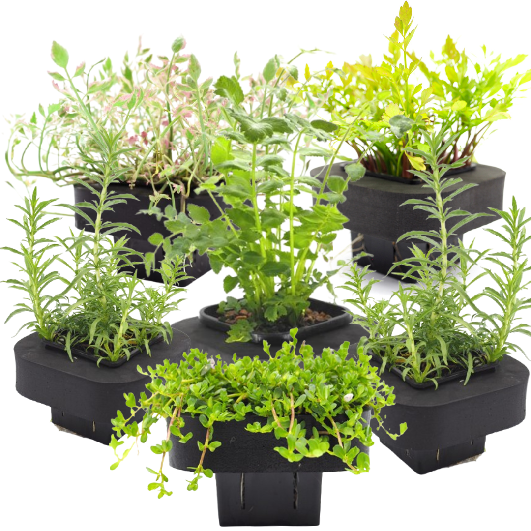 Buy Pond Plants Online Australia | Edible starter pack with Floating ...