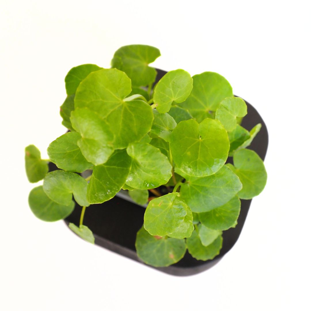 Buy Gotu Kola Plants Australia | Shop Medicinal Pond Plants | Arthritis ...