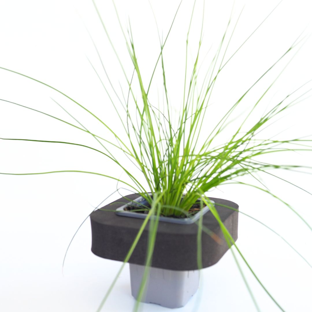 Buy Australian Native Pond Plants | Aquatic Plants | Water Plants for ...