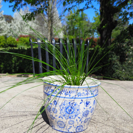 Buy Australian Native Pond Plants | Aquatic Plants | Water Plants for ...