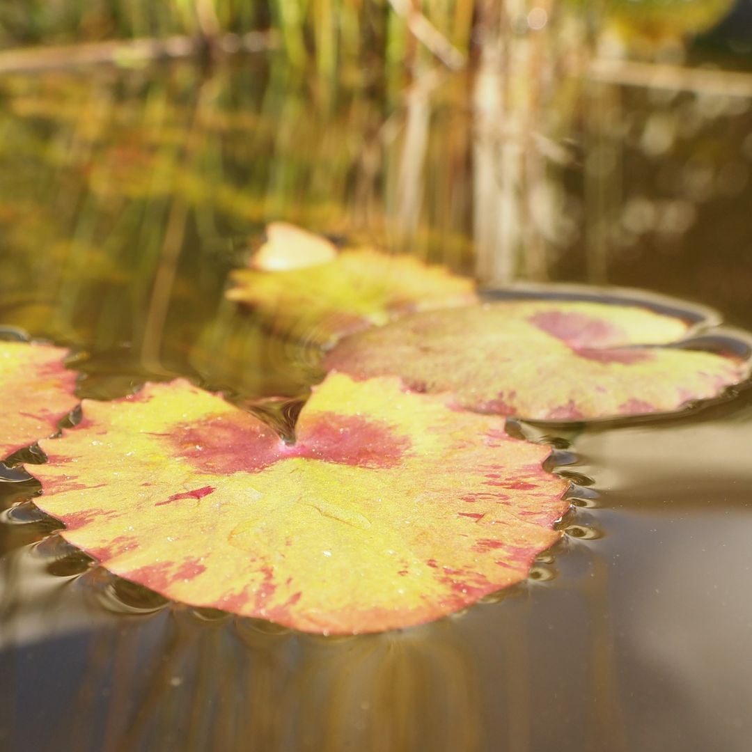 Shop Australian Native Pond Plants | Nymphoides Goondiwindi Fringe Lily ...