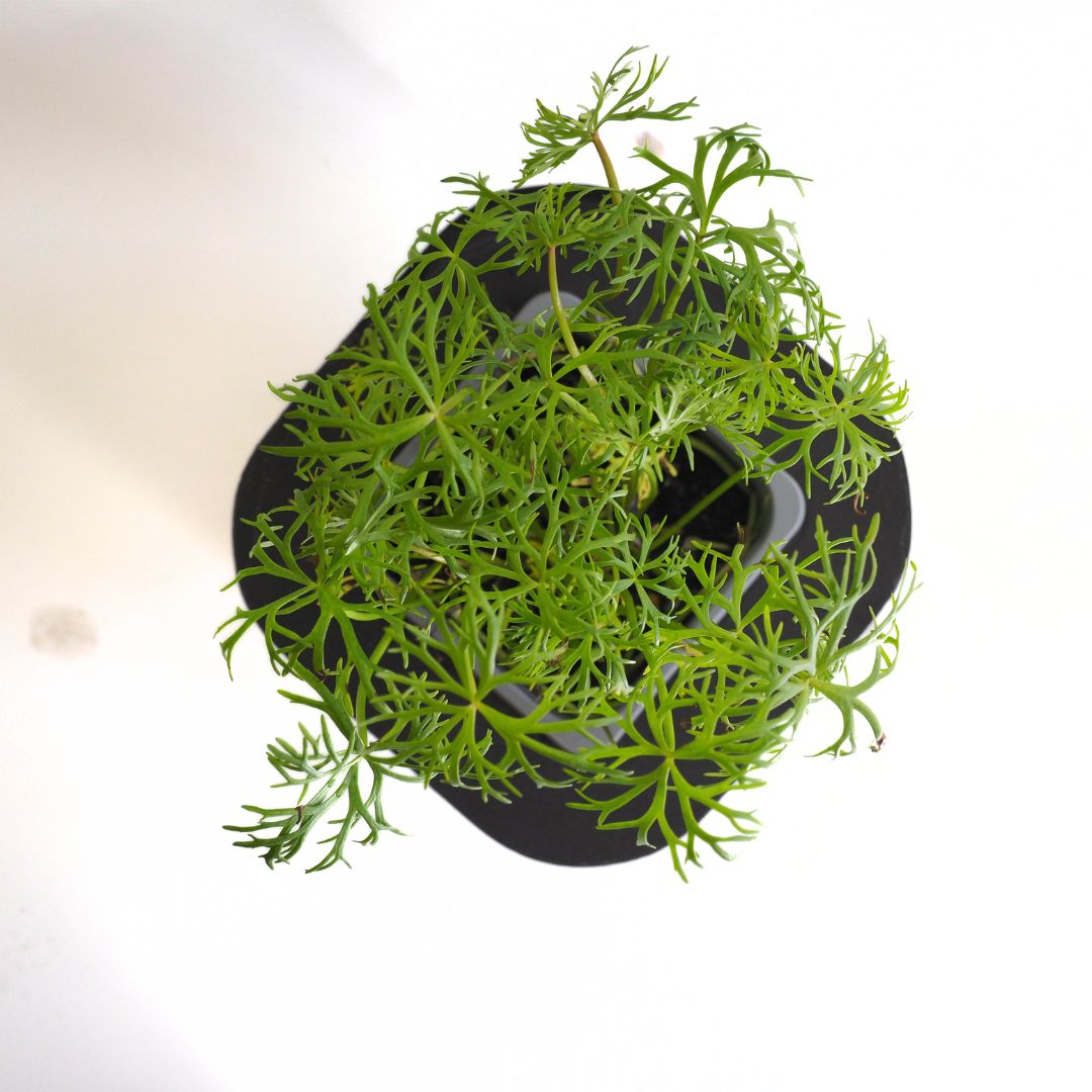 Buy Australian Native Pond Plants | Aquatic Plants | Water Plants for ...