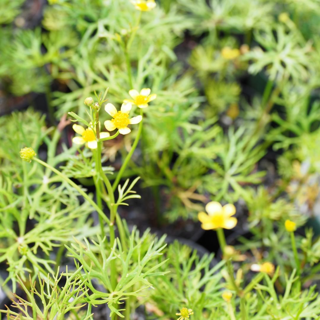 Buy Australian Native Pond Plants Online | River Buttercup (Ranunculus ...