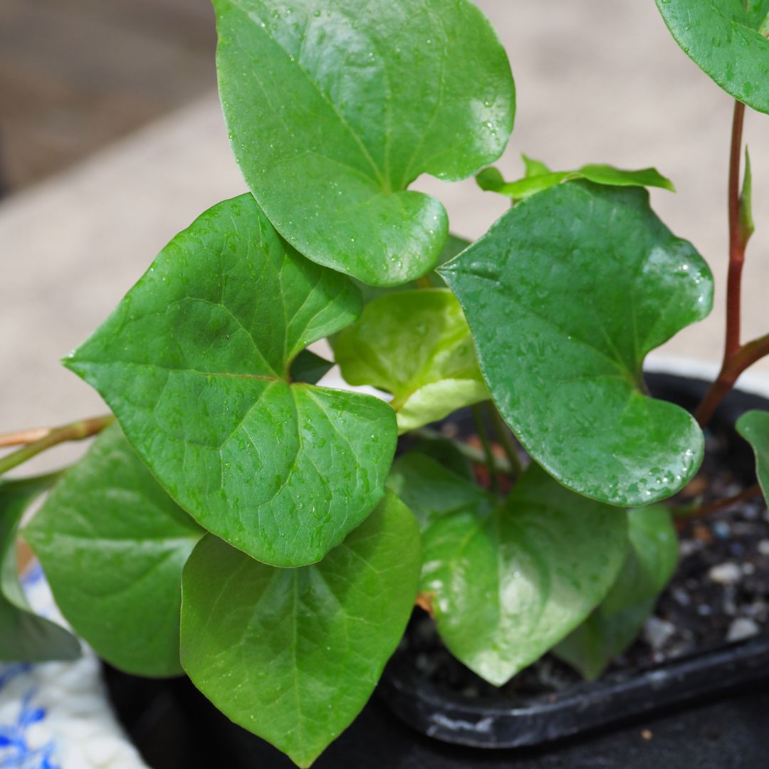 Shop our Range of Edible Pond Plants – We Know Water Gardens