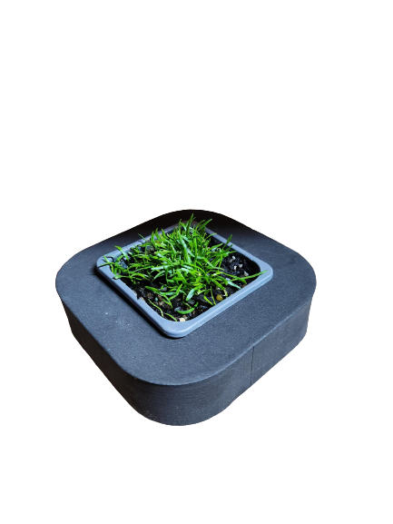 Buy Native Pond Plants Online Australia | Water Grass (Lilaeopsis ...