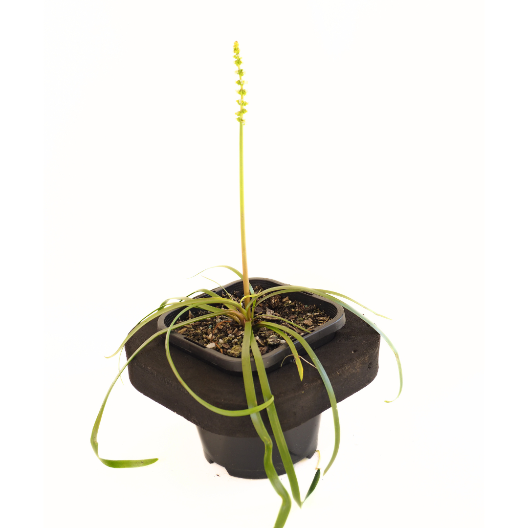 Buy Flowering Pond Plants Online Australia | Aquatic Plants | Water ...