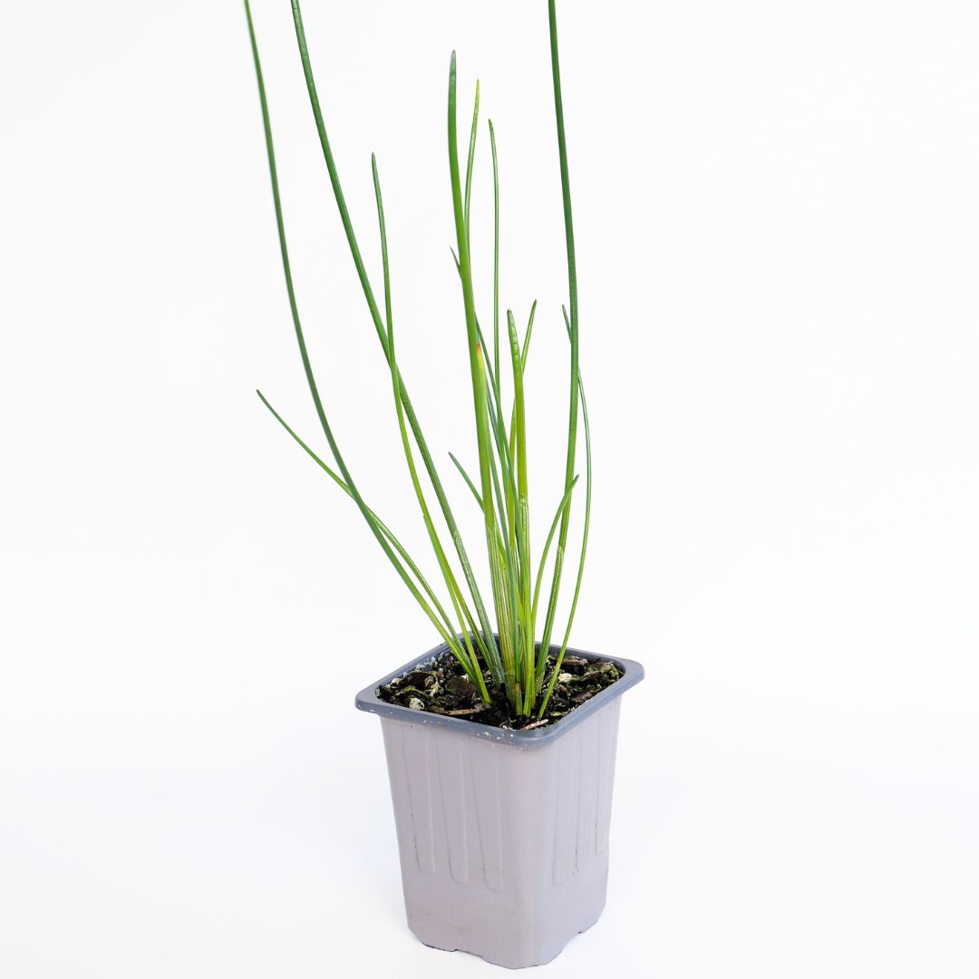 Buy Water Chestnut (Eleocharis dulcis) Pond Plant | Grow your own – We ...