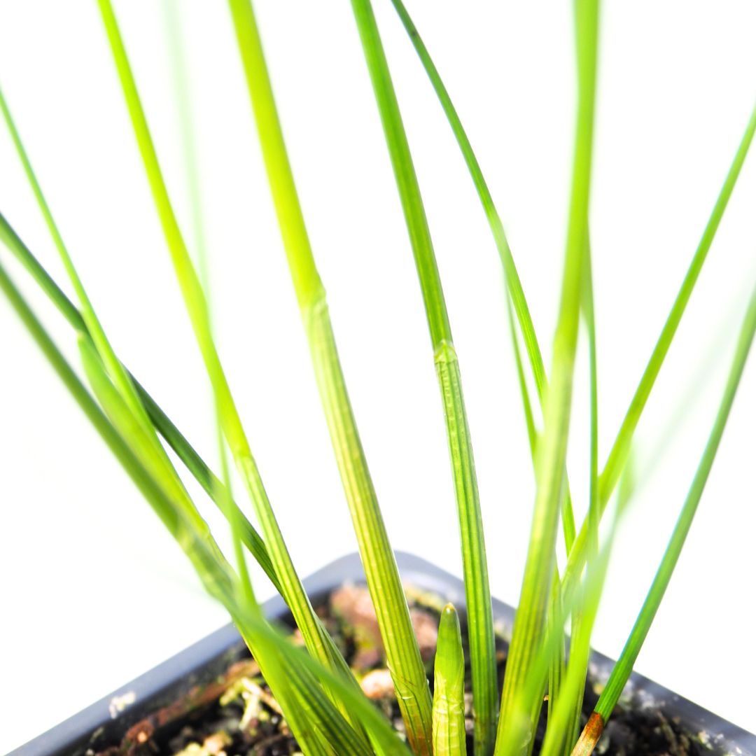 Buy Water Chestnut (Eleocharis dulcis) Pond Plant | Grow your own – We ...