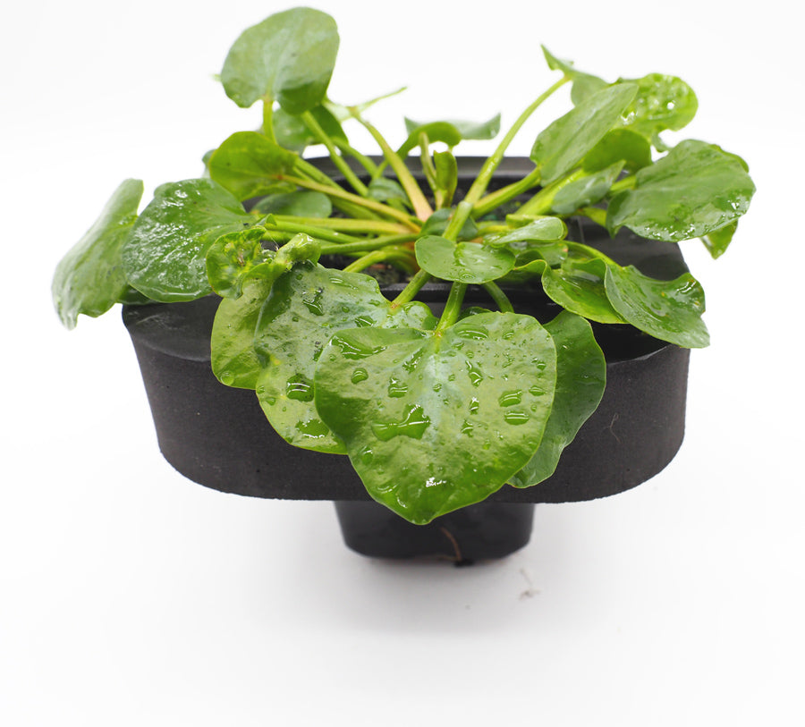 Buy Pond Plants Online Australia | Running Marsh Flower Villarsia ...