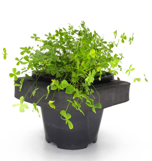 Buy Pond Plants Online Australia | Nardoo (Marsilea Angustifolia) with ...