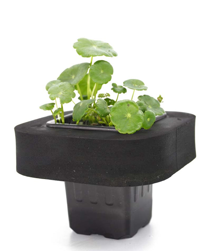 Buy Floating Pond Plants Online Australia | Water Garden | Aquatic ...