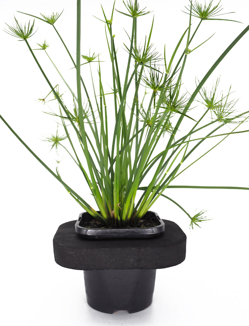 Buy Pond Plants Online Australia |Dwarf Papyrus(Cyperus papyrus nana ...