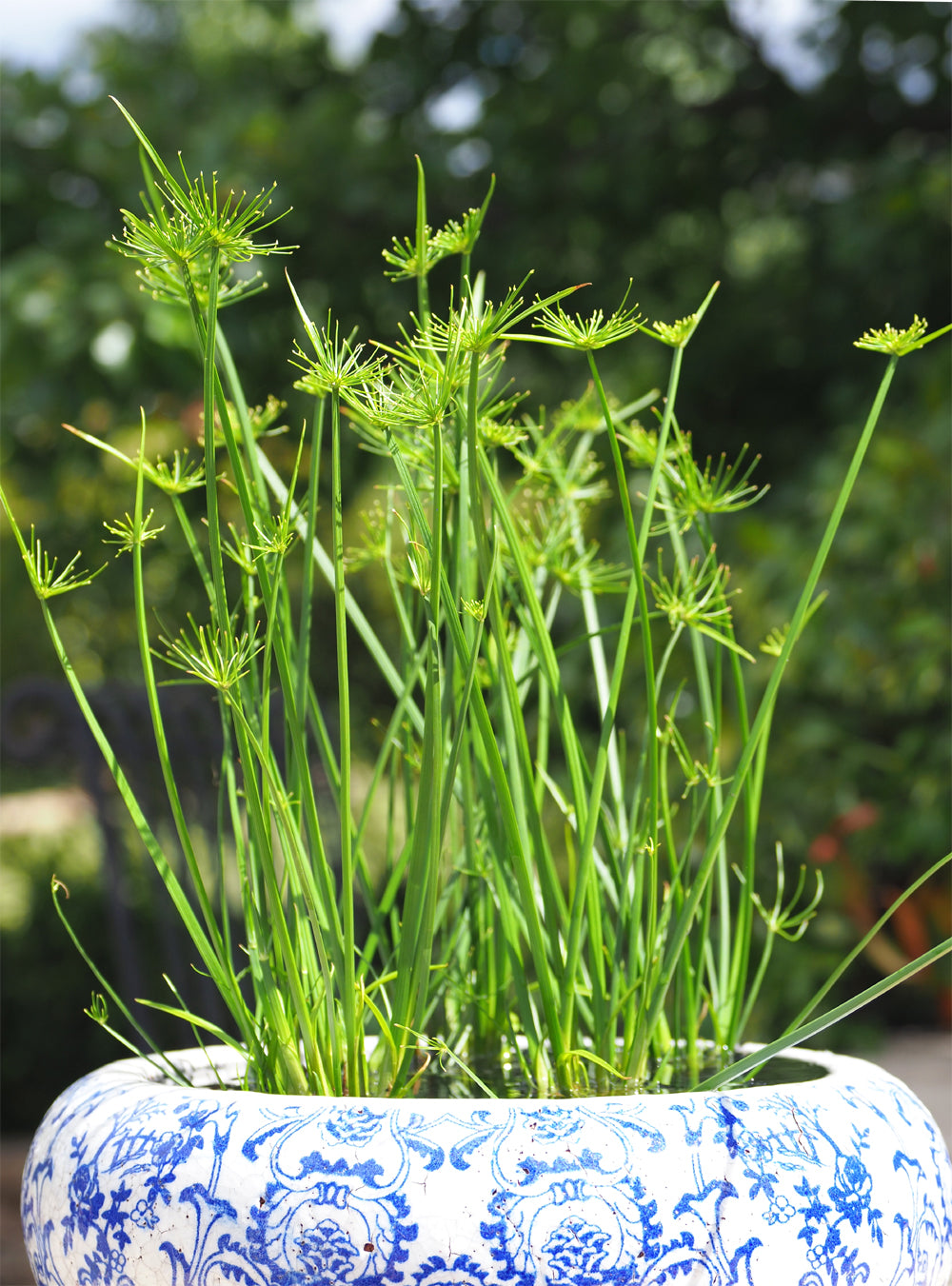 Buy Pond Plants Online Australia |Dwarf Papyrus(Cyperus papyrus nana ...