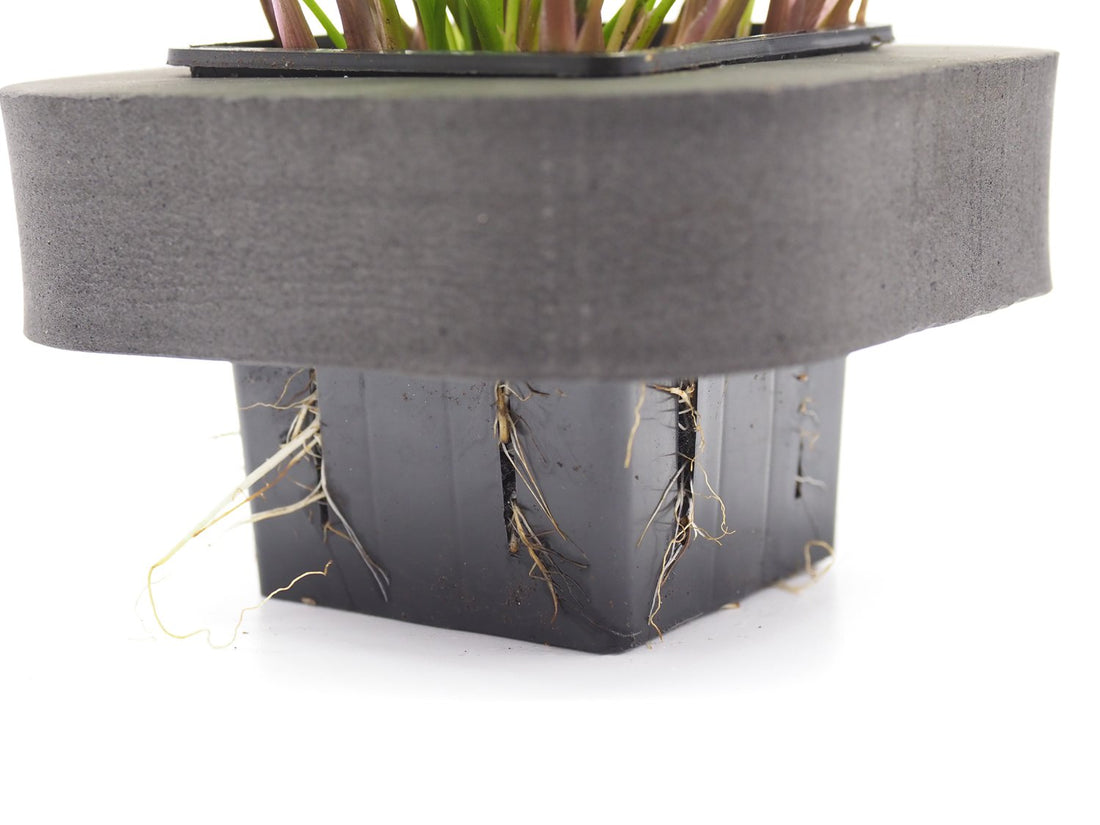 Buy Floating Rings for Pond Plants | Mini Size to Suit 7cm pot – We ...