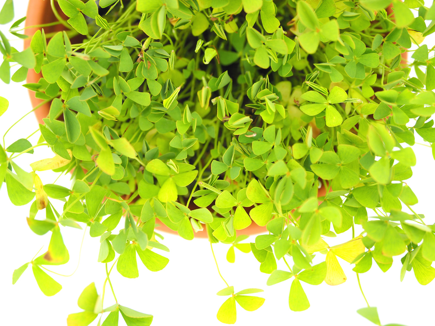 Buy Pond Plants Online Australia | Nardoo (Marsilea Angustifolia) with ...