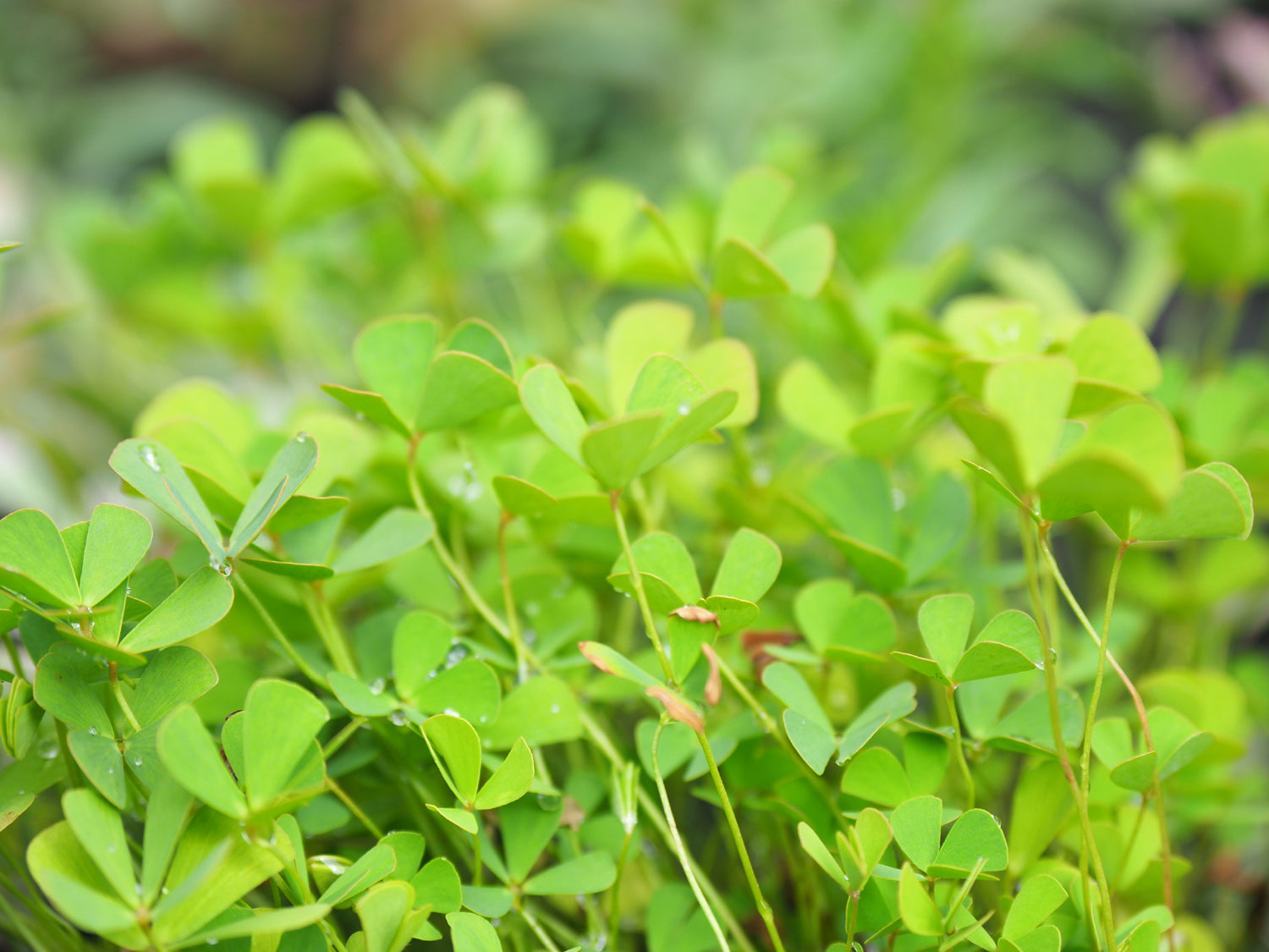 Buy Pond Plants Online Australia | Nardoo (Marsilea Angustifolia) with ...