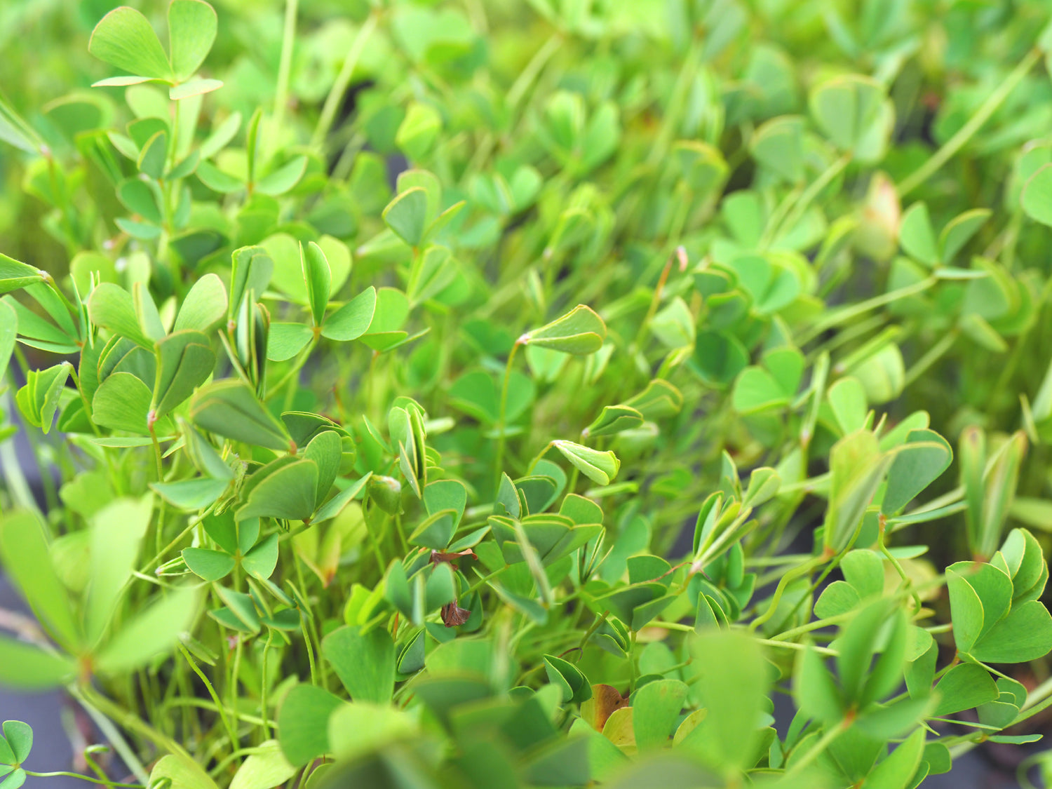 Buy Pond Plants Online Australia | Nardoo (Marsilea Angustifolia) with ...
