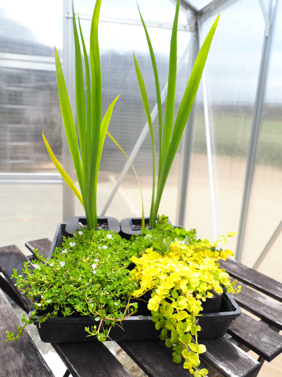 Pond starter pack – We Know Water Gardens