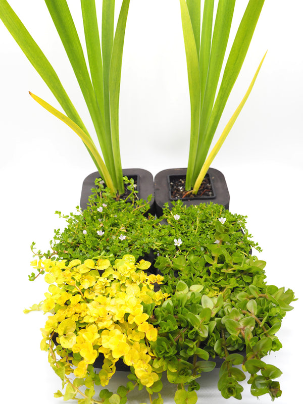 Pond starter pack - We Know Water Gardens