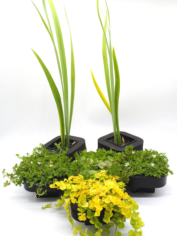 Buy Pond Plant Starter Packs Online | Shop Online our Selection of the ...