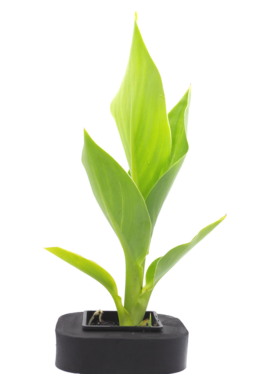 Buy Ornamental & Flowering Pond Plants Online Australia | Water Plants ...